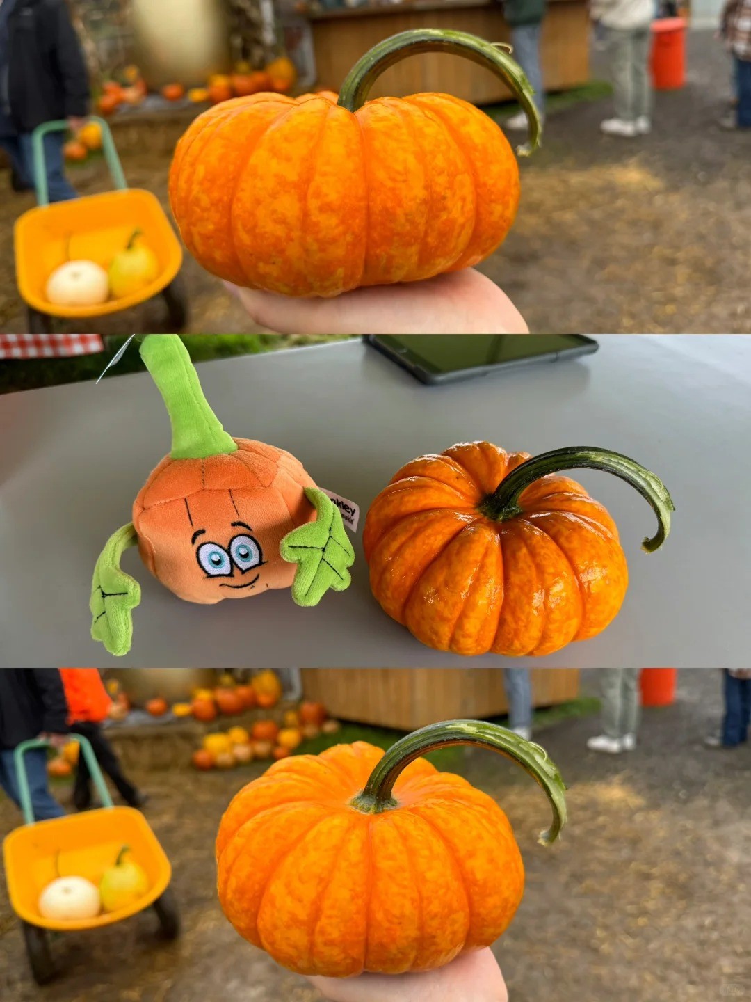 What to Do for Halloween in Seattle｜Pumpkin Farm by Selina Elizabeth ...
